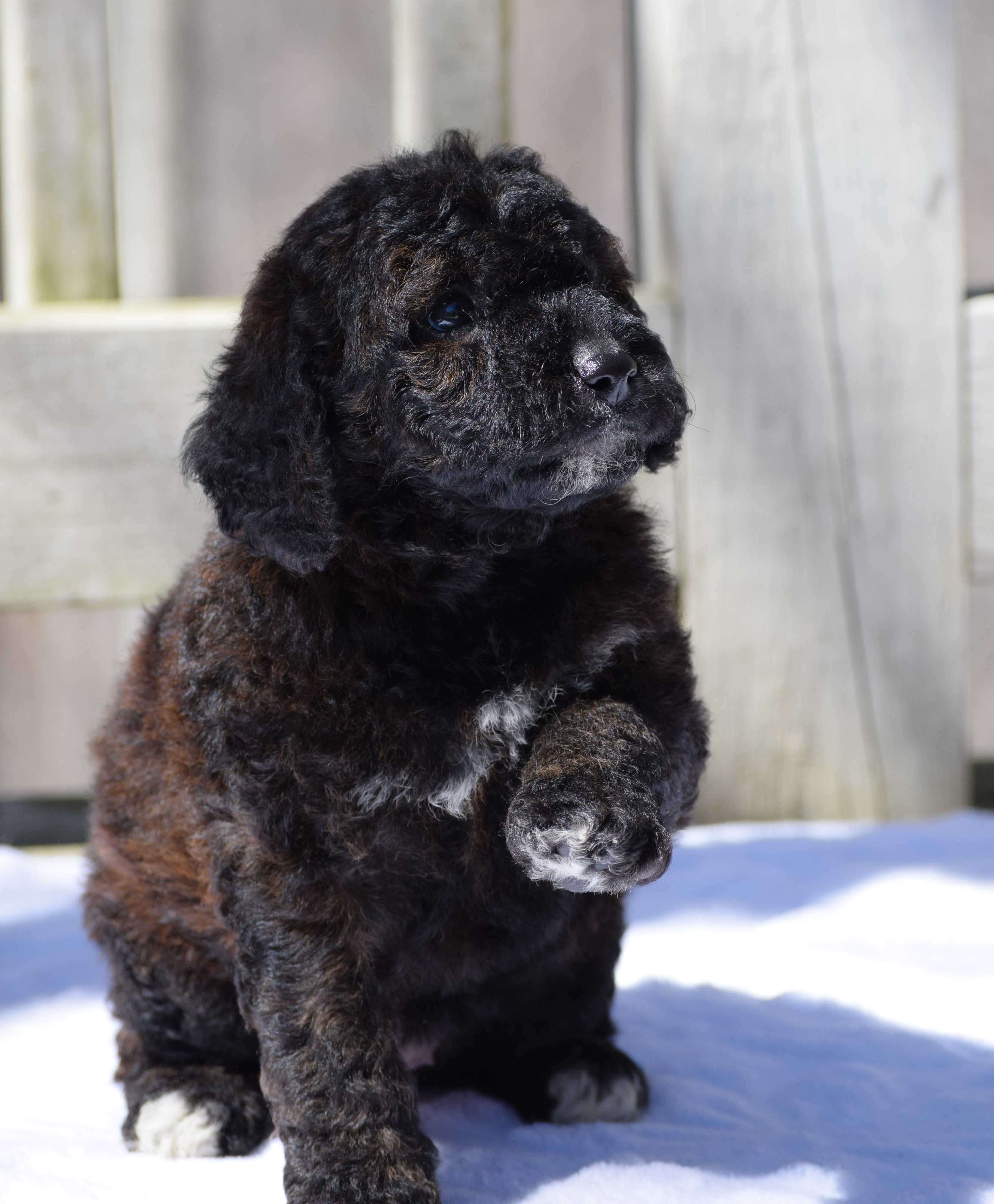 Australian Labradoodle Puppies For Sale, Marcht 2021, Puppy Photos